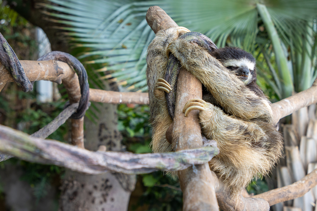 A Guide to the Dallas World Aquarium - DFWChild