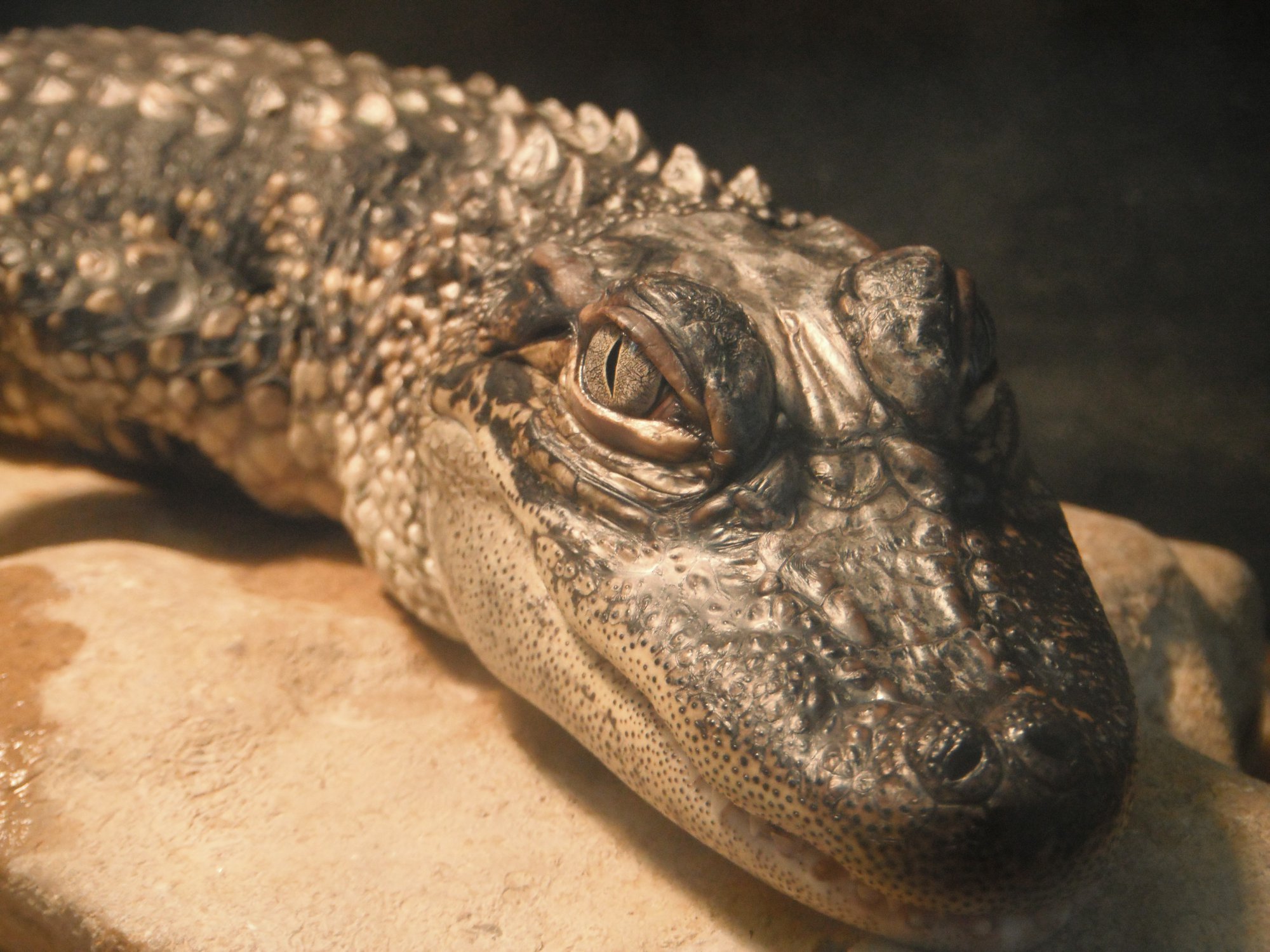 How the Lizard Survives the Blizzard - DFWChild