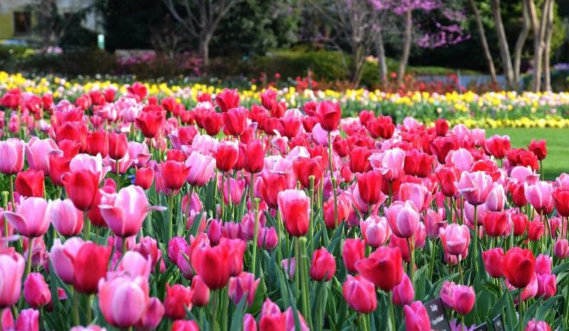 Dallas Blooms: A Picture’s Worth a Thousand Words - DFWChild