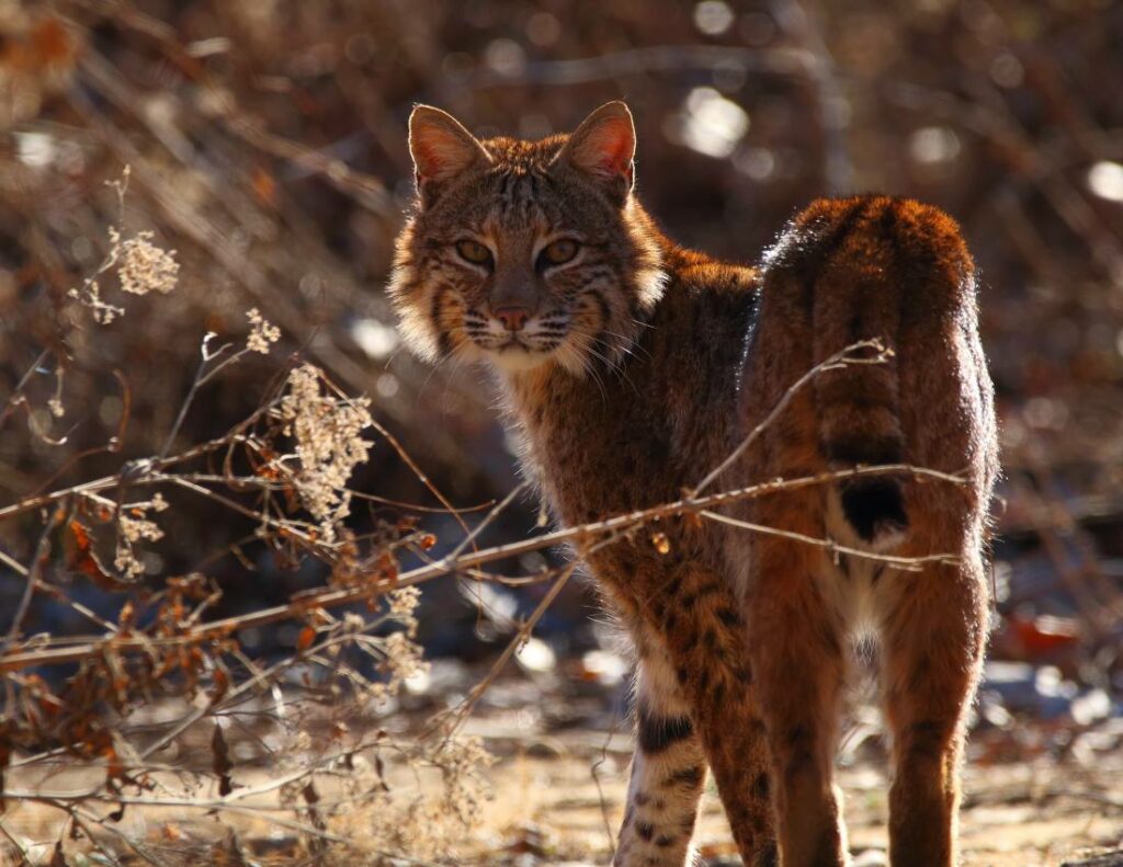 Texas Native Cats Talk - DFWChild