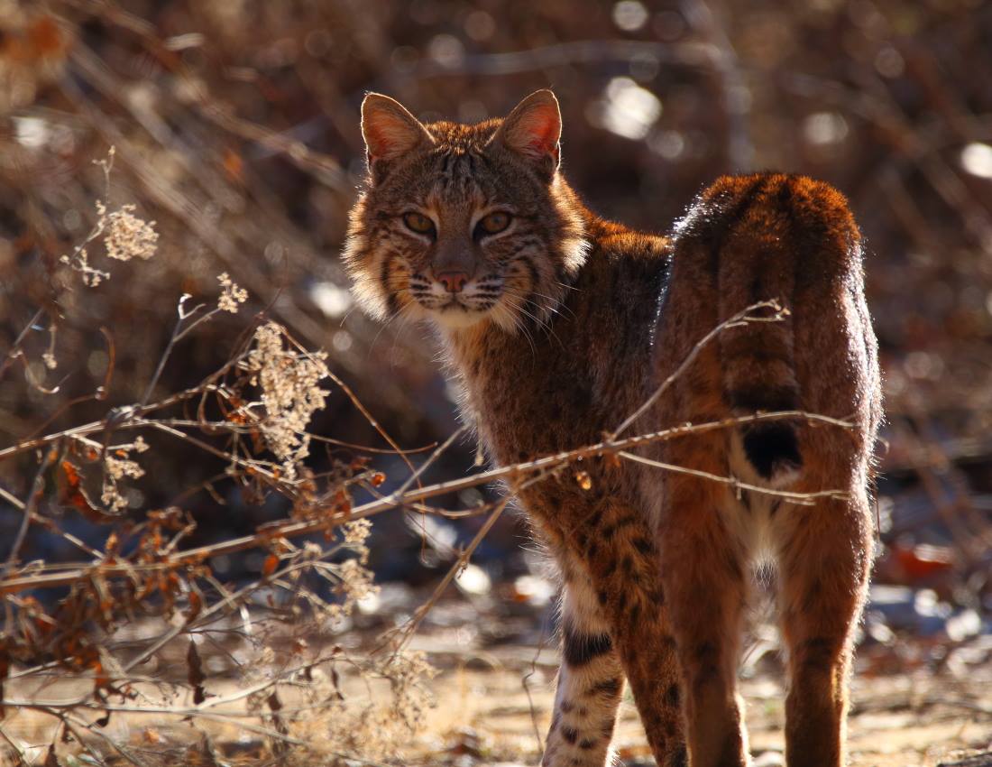 Texas Native Cats Talk - DFWChild