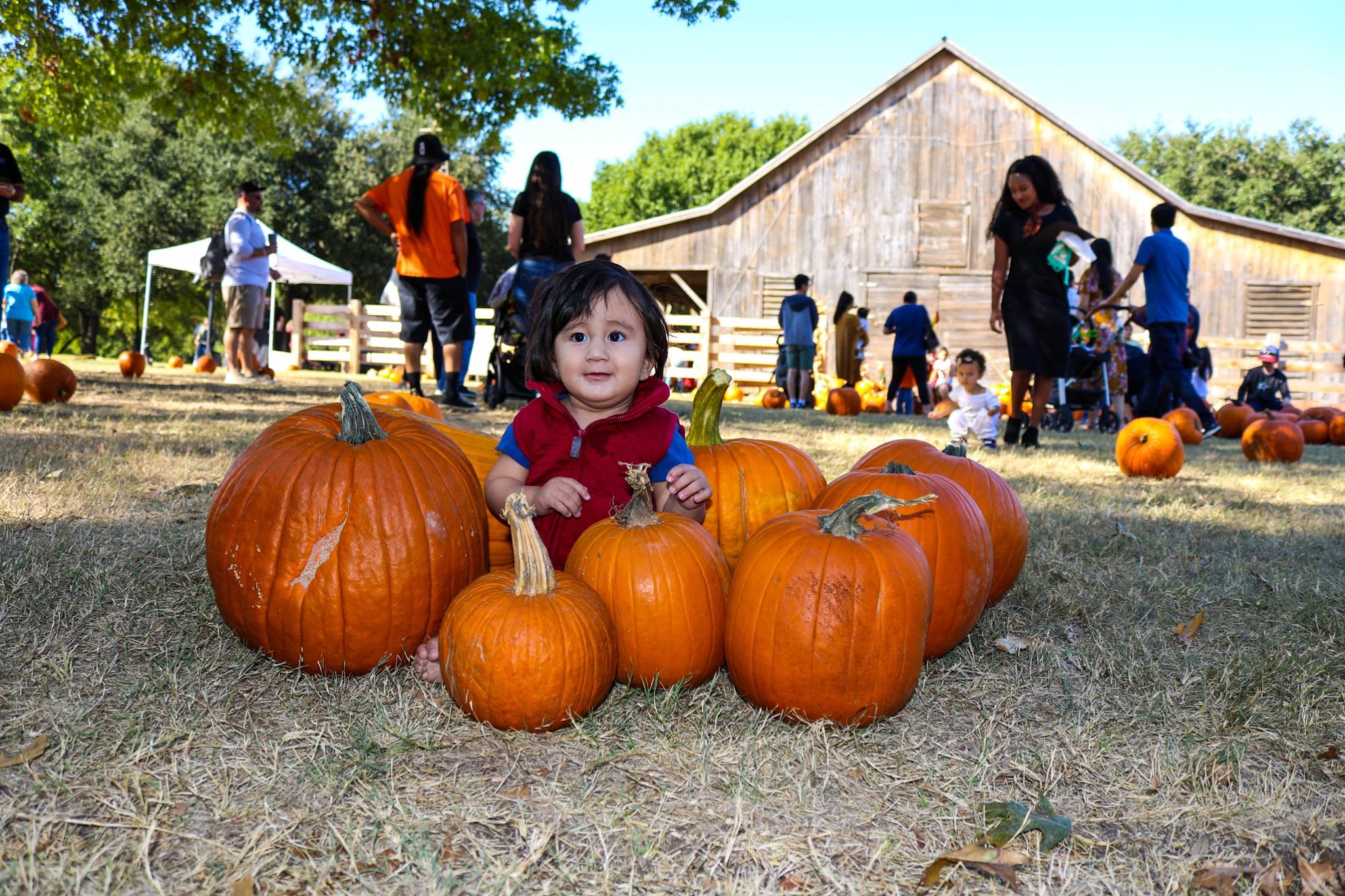 Perry Pumpkin Patch - DFWChild
