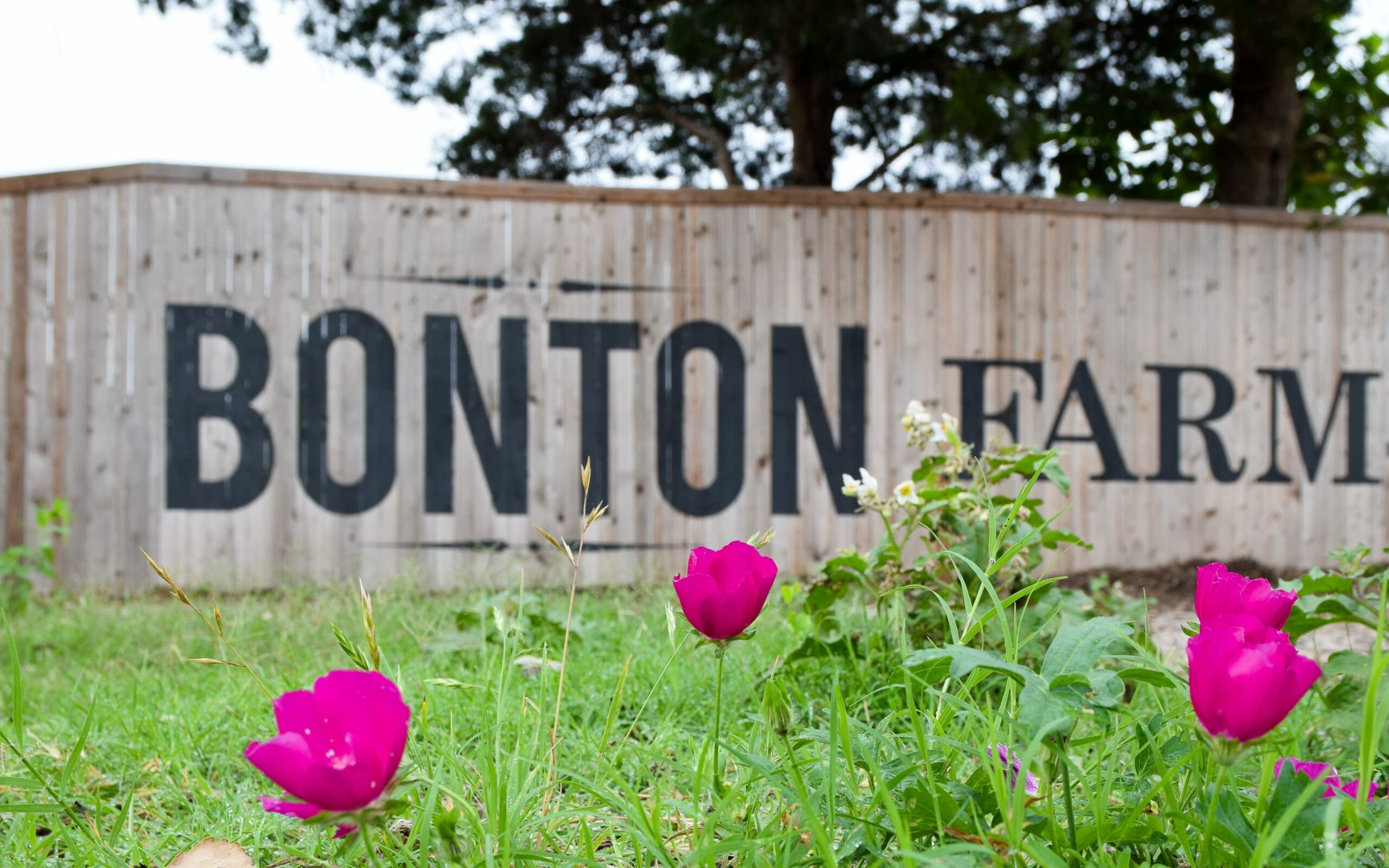 Check Out Bonton Farms’ Newest Endeavors - DFWChild
