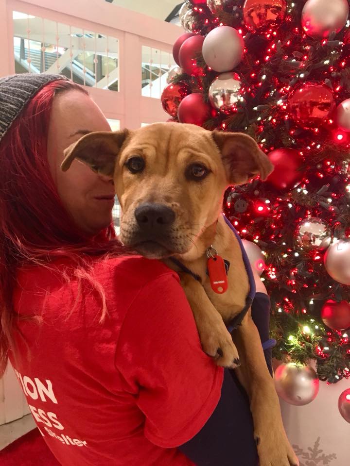 Operation Kindness’ Countdown to Holiday Pet Adoptions - DFWChild