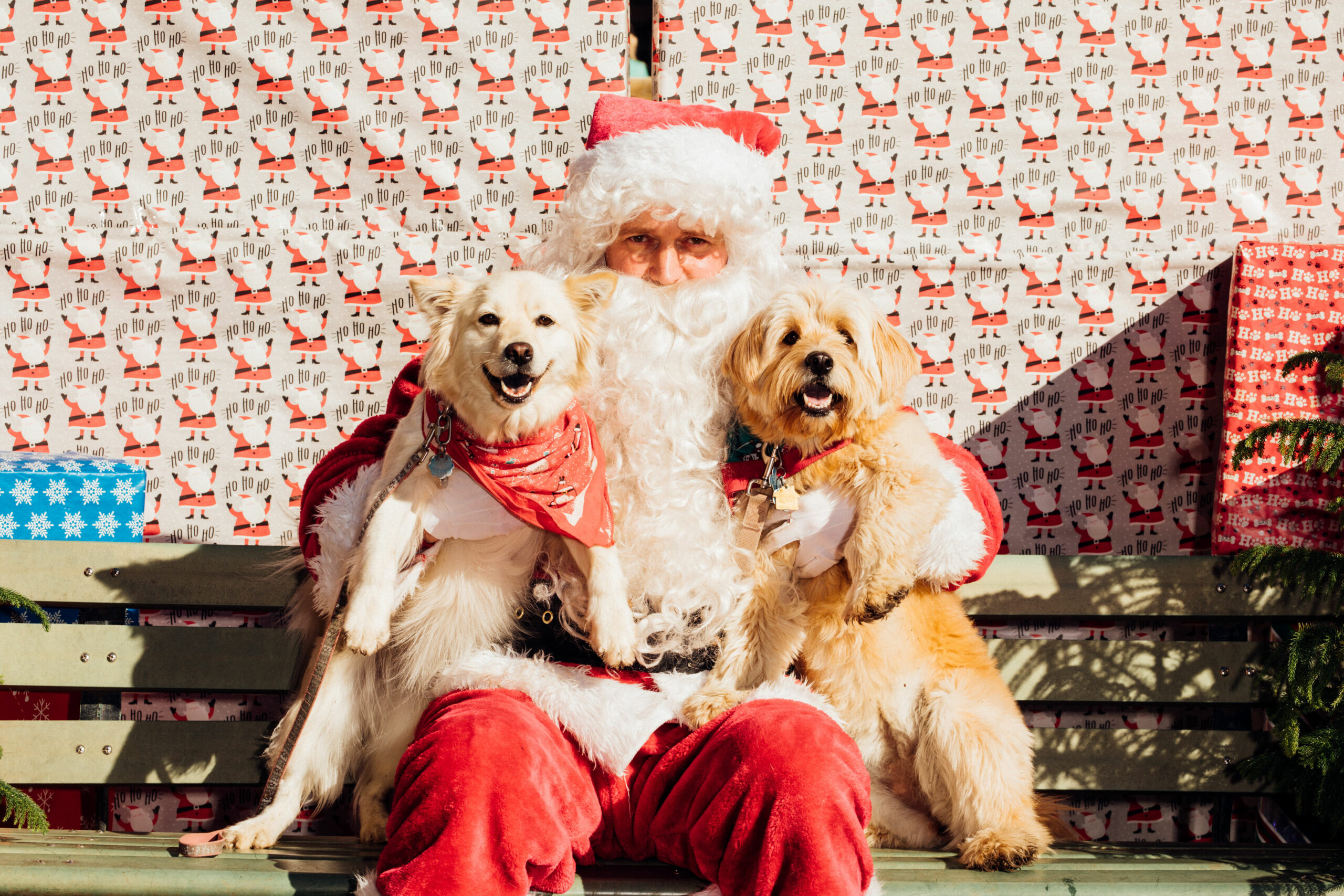 Santa Paws at MUTTS - DFWChild