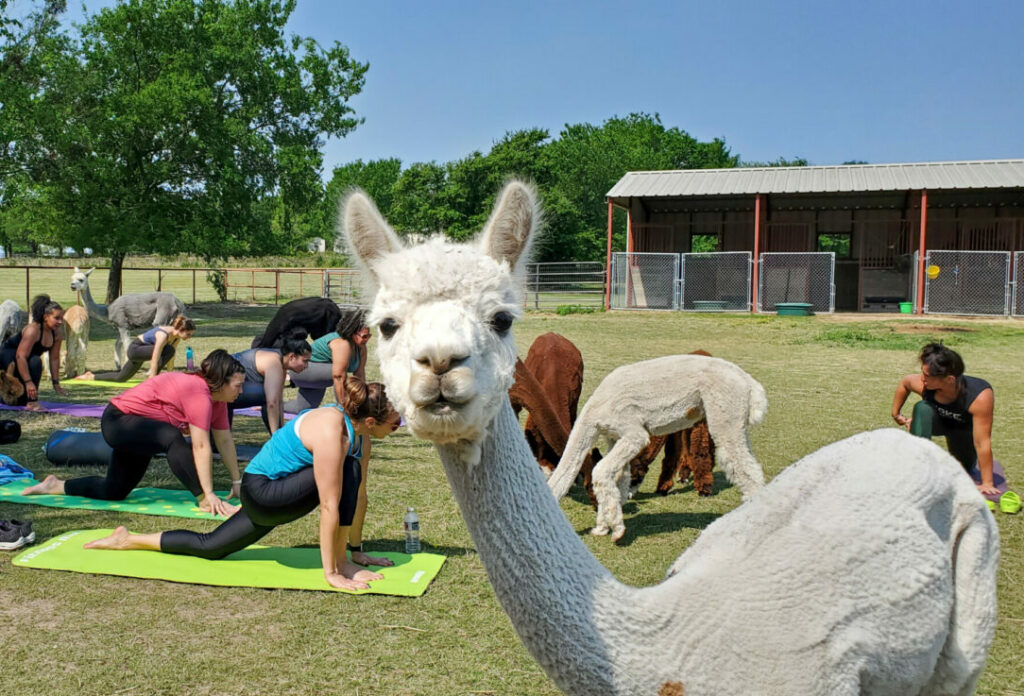 Alpaca Yoga - DFWChild