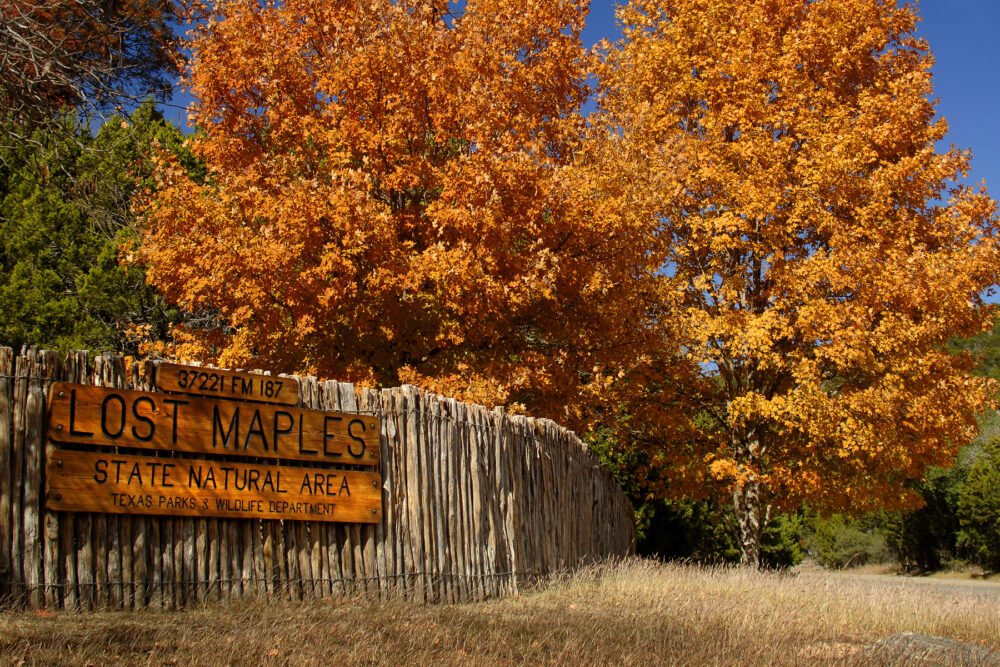 Where to Find Beautiful Fall Colors in Texas - DFWChild
