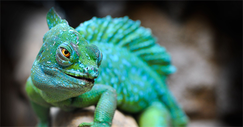 Creepy Critters - DFWChild