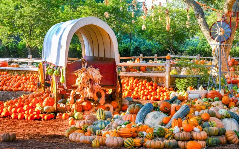 Autumn at the Arboretum: Texas Town