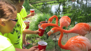 A Guide to Zoos in Dallas-Fort Worth - DFWChild
