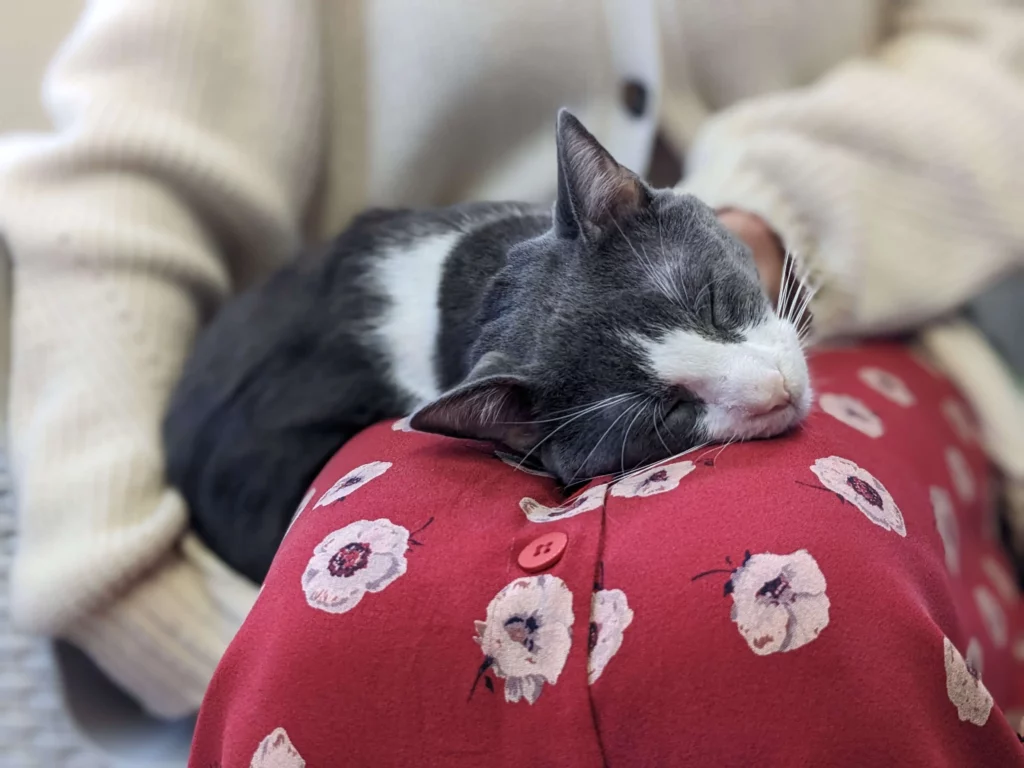 Cat Cafés in Dallas-Fort Worth - DFWChild