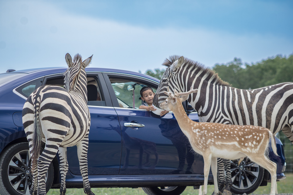 A Guide to Texas Zoofari Park - DFWChild