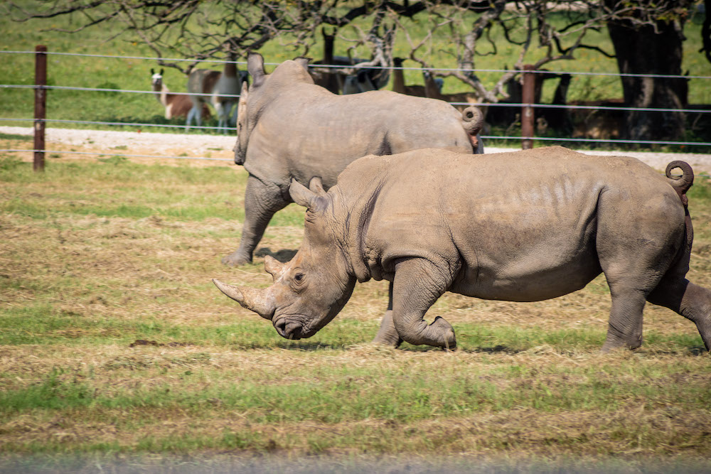 A Guide to Texas Zoofari Park - DFWChild