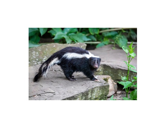 Adventures with Skunks - DFWChild