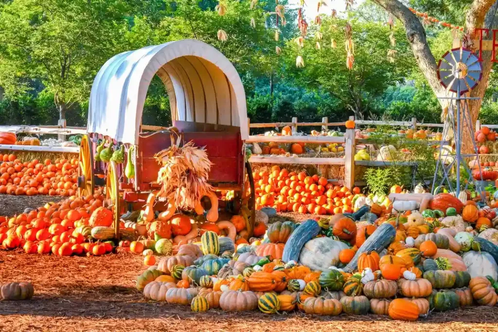 Best Pumpkin Patches in Dallas-Fort Worth - DFW Child