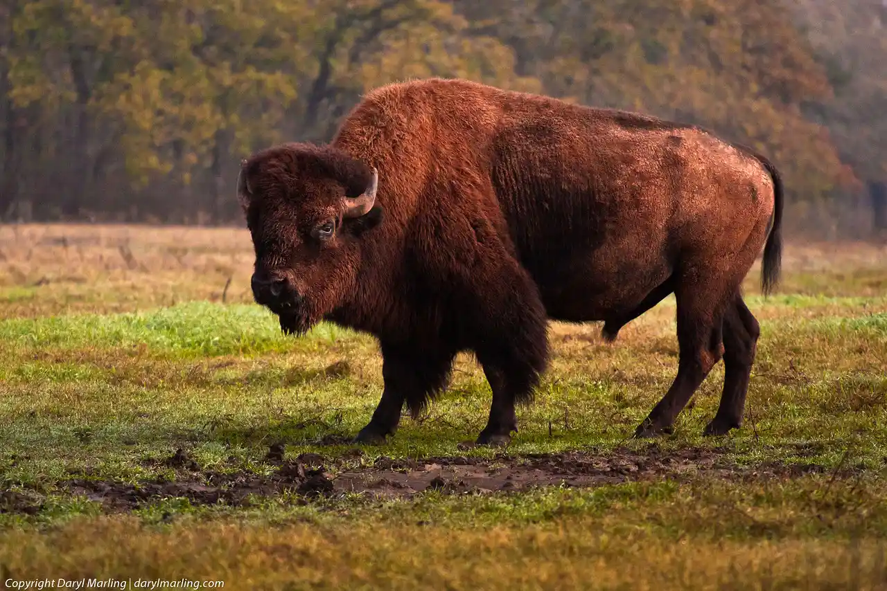 Bison Feeding Hayrides - DFWChild