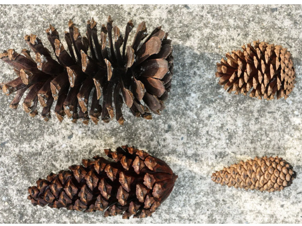 Pinecone Science - DFWChild