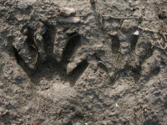 Intro to Animal Tracking for Adults - DFWChild