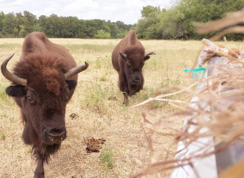 8 Outdoor Family Activities in Fort Worth - DFWChild