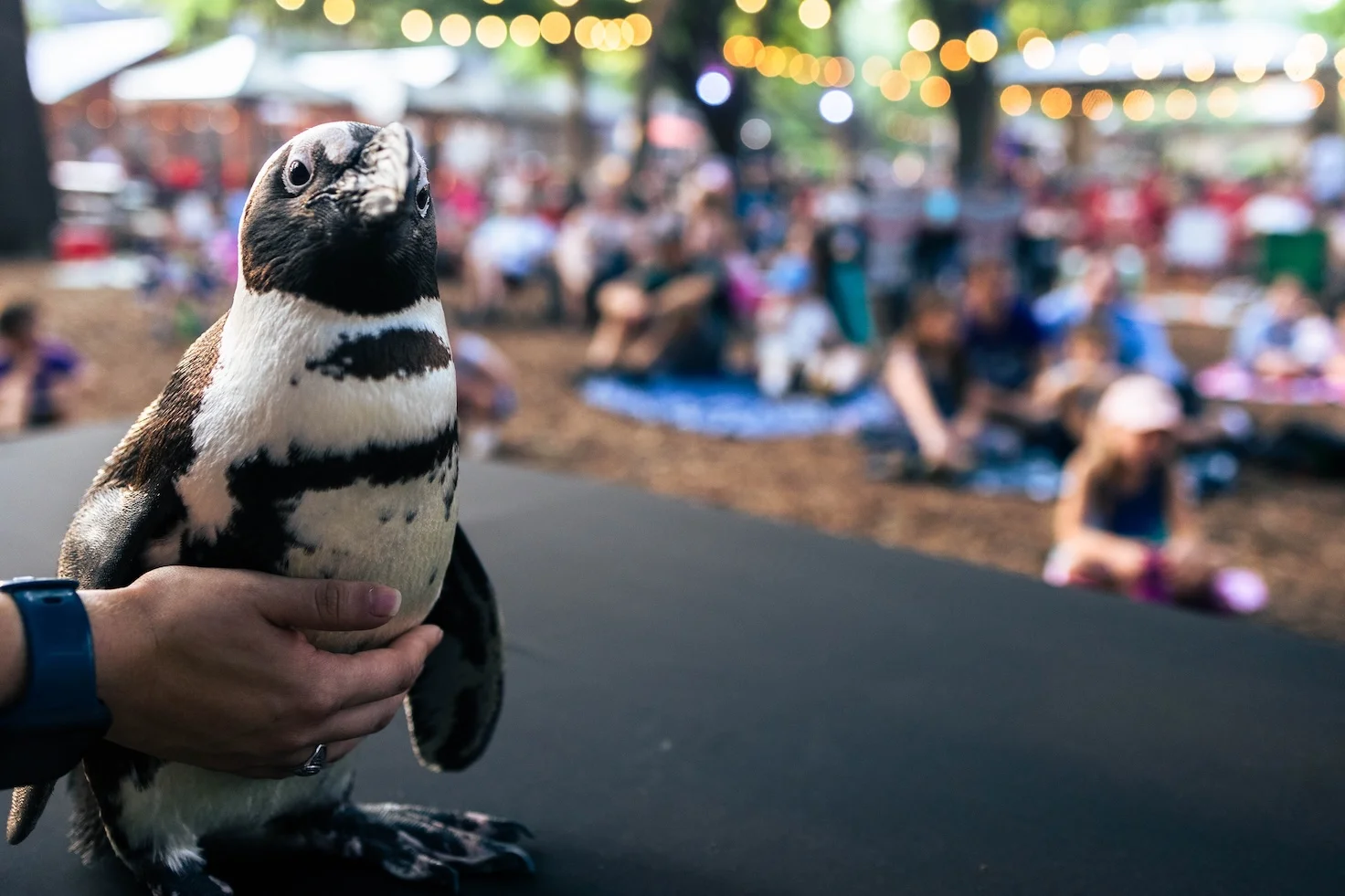 A Guide to the Dallas Zoo - DFWChild