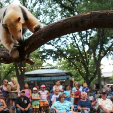 A Guide to Texas Zoofari Park - DFWChild