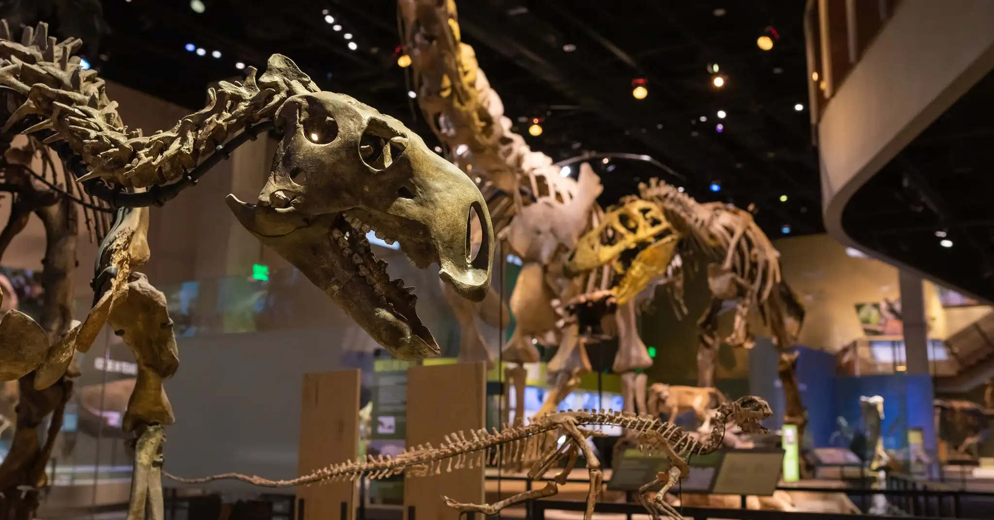 Dino Days - DFWChild